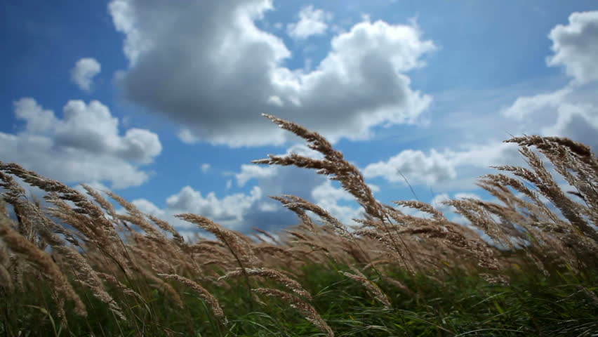 Tall Grass Blowing In The Wind Stock Footage Video 1325917 Shutterstock