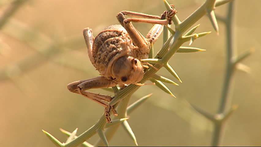 Stone Grasshopper Stock Footage Video 3557129 Shutterstock 
