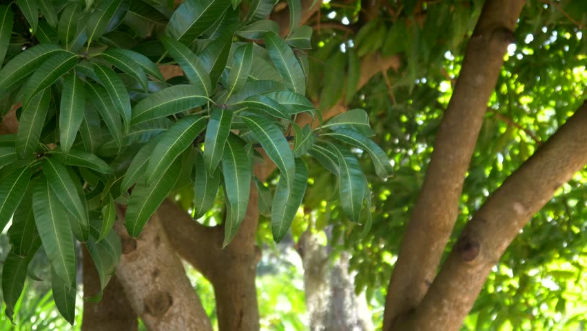 Mango On Tree Stock Footage Video 1900426 - Shutterstock