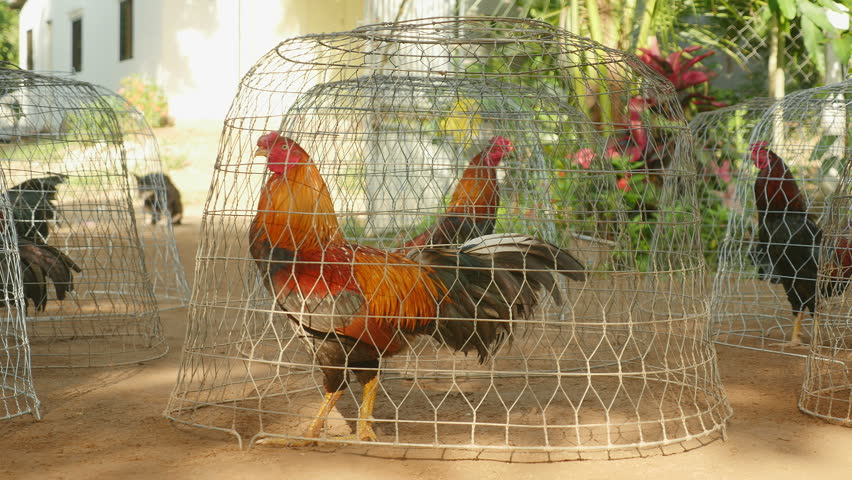 Close Up : Rooster In A Steel Cage, Southeast Asia, Cambodia Stock ...