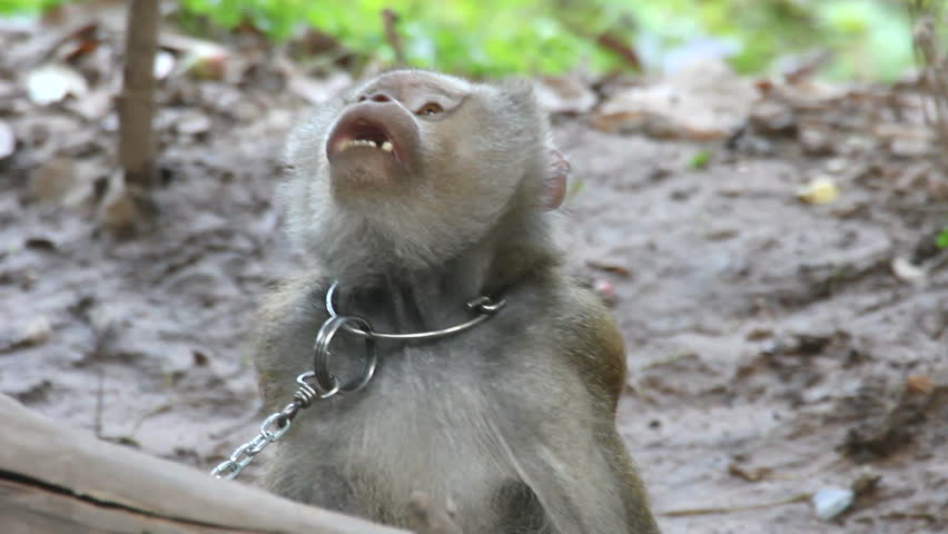 Slavery, Monkey In Thailand Stock Footage Video 1168555 - Shutterstock