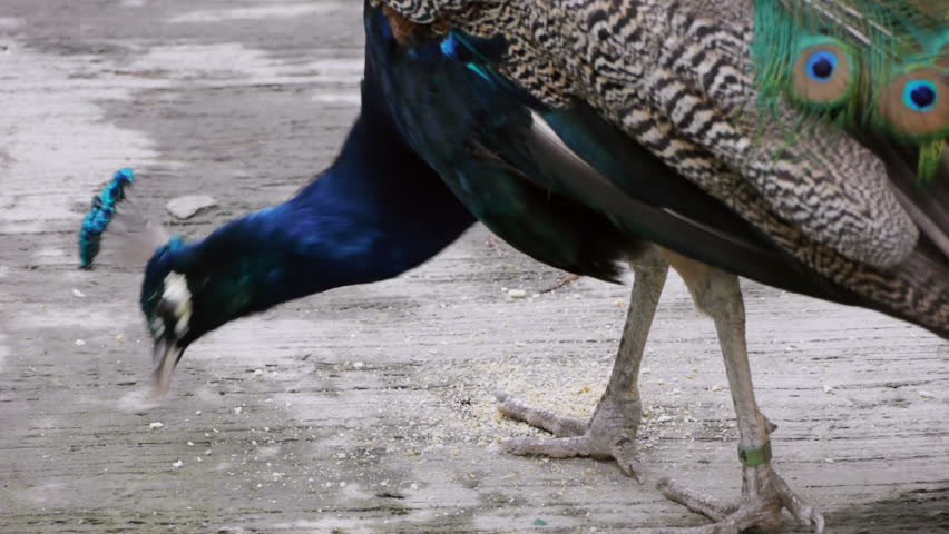 Peacock Eating Stock Footage Video 1274017 - Shutterstock
