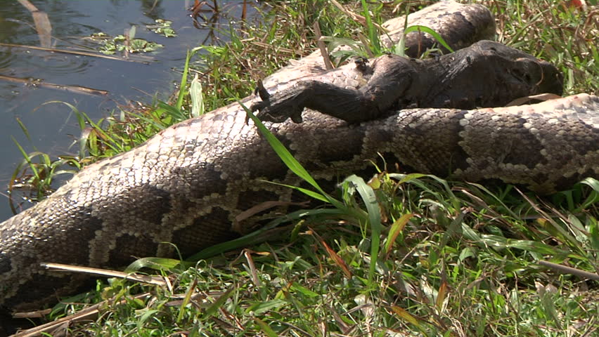 Dead Python And Alligator Stock Footage Video 1384426 - Shutterstock