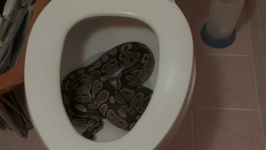 Snake In Toilet Stock Footage Video 1386874 - Shutterstock