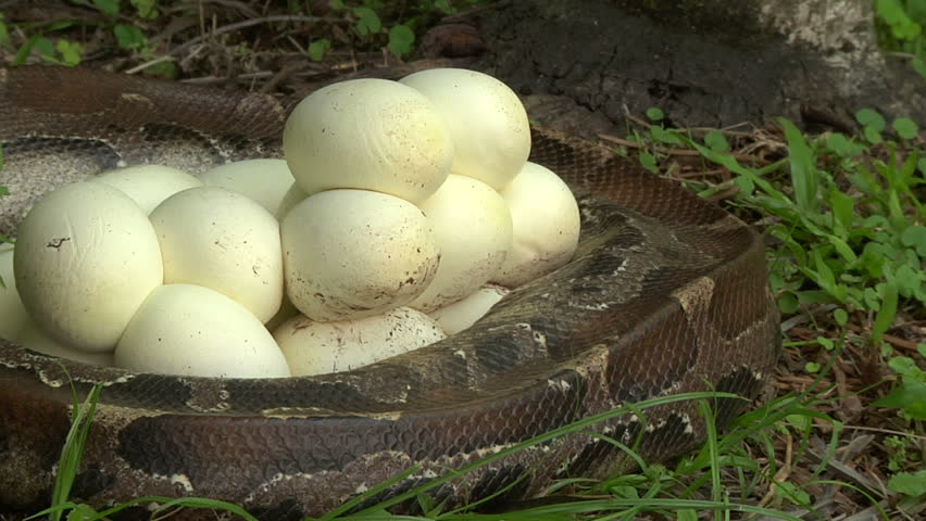 Python With Eggs Stock Footage Video 1394836 - Shutterstock