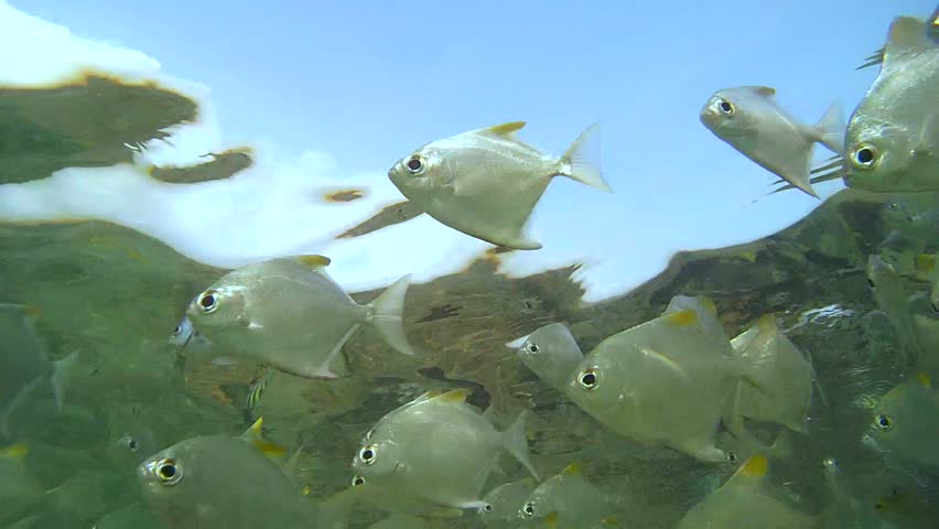 School Of Fish Silver Moony Or Silver Moonfish (Monodactylus Argenteus ...