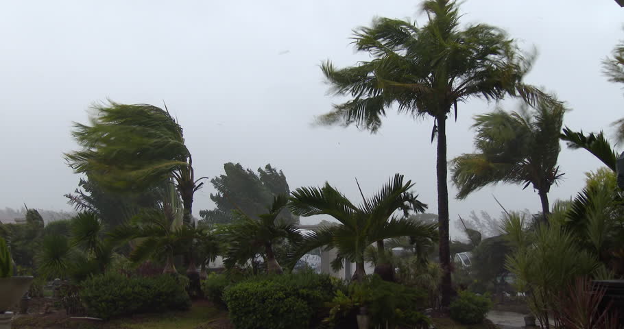 Hurricane Winds Lash Town Palm Trees. View Of Palm Trees Thrashing As A ...