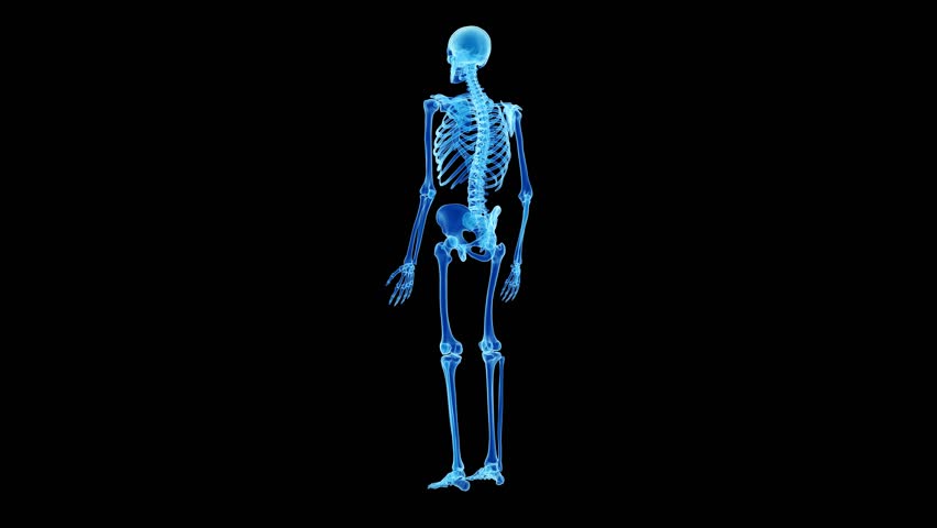 Three Dimensional Rendering Illustration, Radiography Of A Human ...