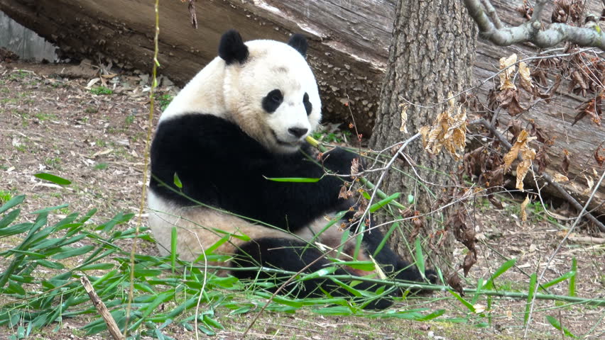 Young Panda Lying And Eating Bamboo Roots Stock Footage Video 13408934 ...