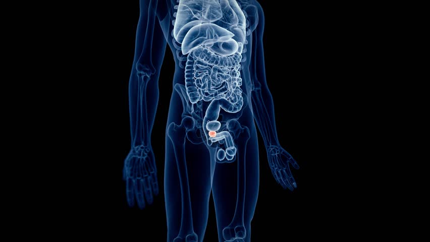 Prostate Stock Footage Video - Shutterstock