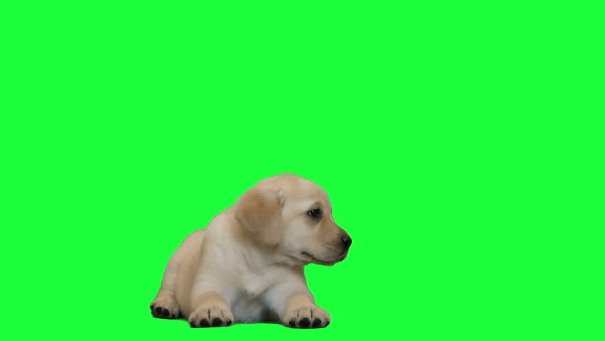 Dog On Green-Screen Stock Footage Video 4522022 - Shutterstock