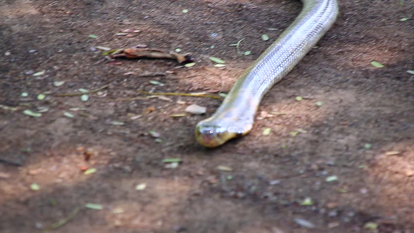 Snake Stock Footage Video - Shutterstock