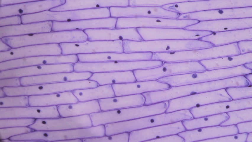 Cellular Structure Of The Onion Skin, Observed Under A Microscope With ...