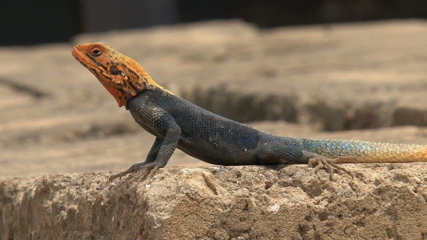 Orange-headed Lizard Stock Footage Video 1637965 - Shutterstock