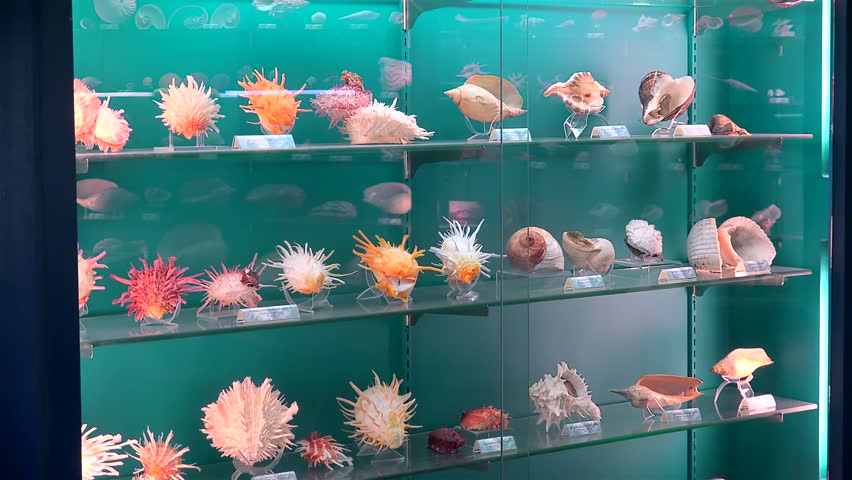 Pearl Shell Stock Footage Video - Shutterstock