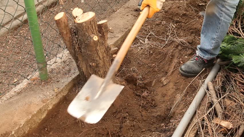 Pulling Out Tree Roots Stock Footage Video 1912192 - Shutterstock