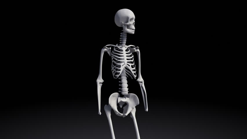 Realistic Human Skeleton 360 View With Loop Stock Footage Video 2771846 ...
