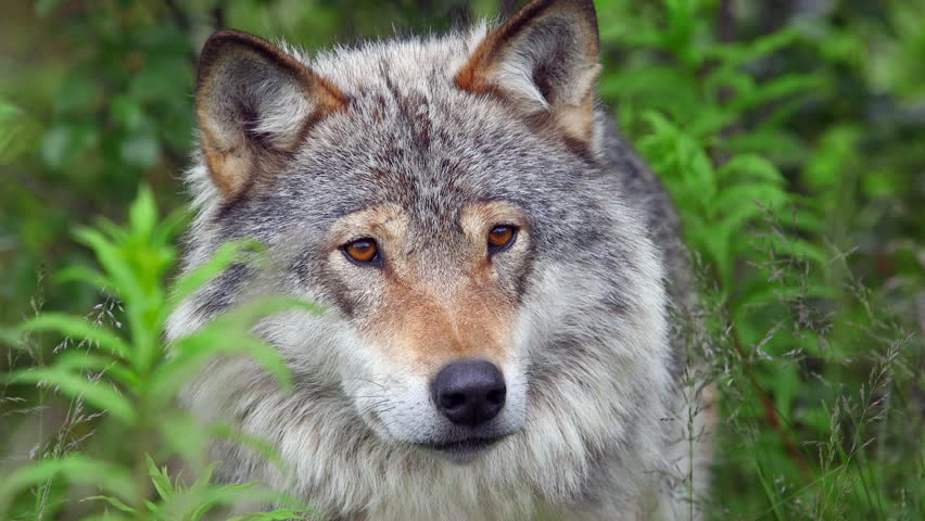 Close Up Of A Wolf's Face, 4K Stock Footage Video 11321411 - Shutterstock