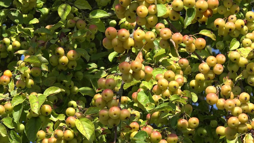 Chinese Pearleaf Crab Apple (Malus Asiatica) Stock Footage Video ...