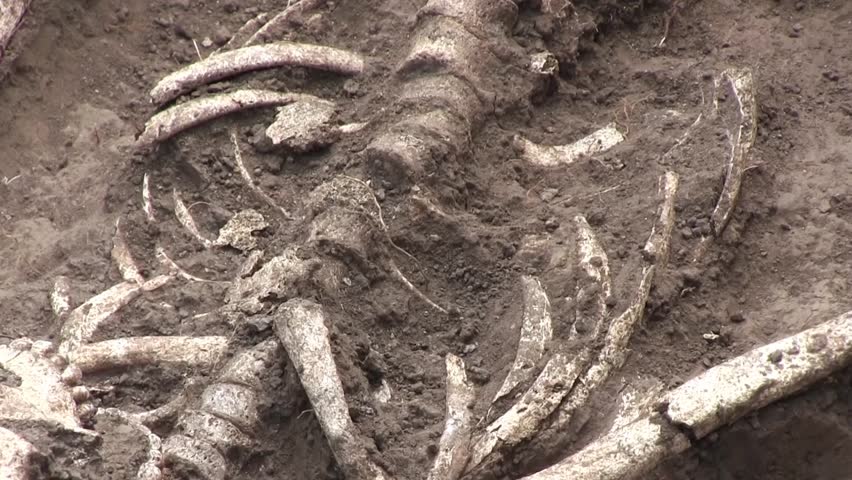 Medium-shot Of Human Bones Lying In An Archeological Site. Stock ...