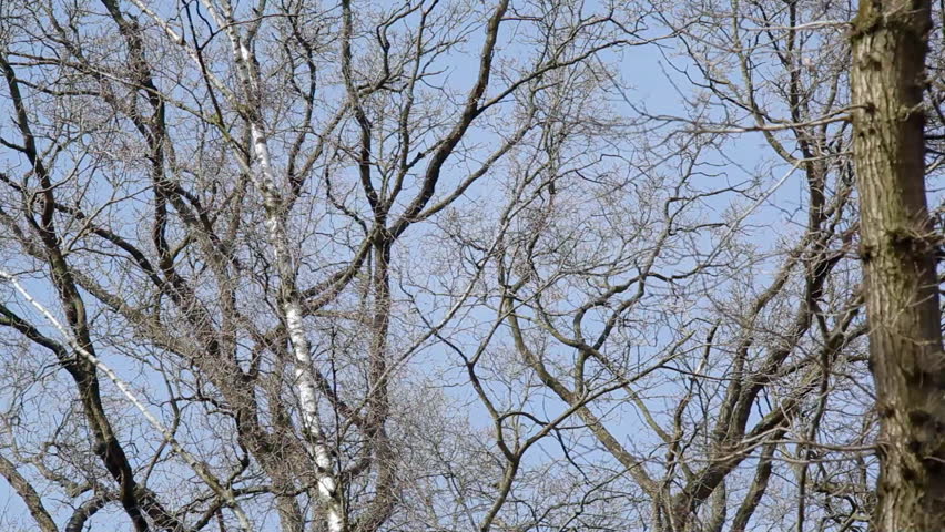 Salamanca Tree