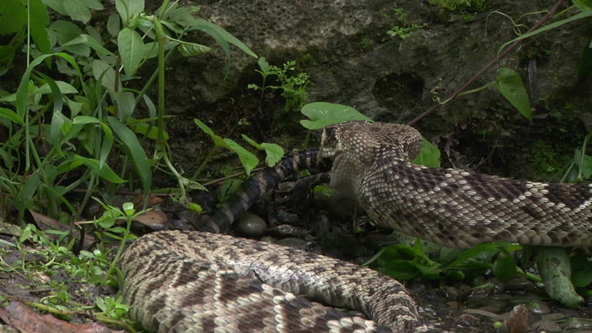 Eastern Diamondback Rattlesnake (Crotalus Adamanteus) Is A Highly ...