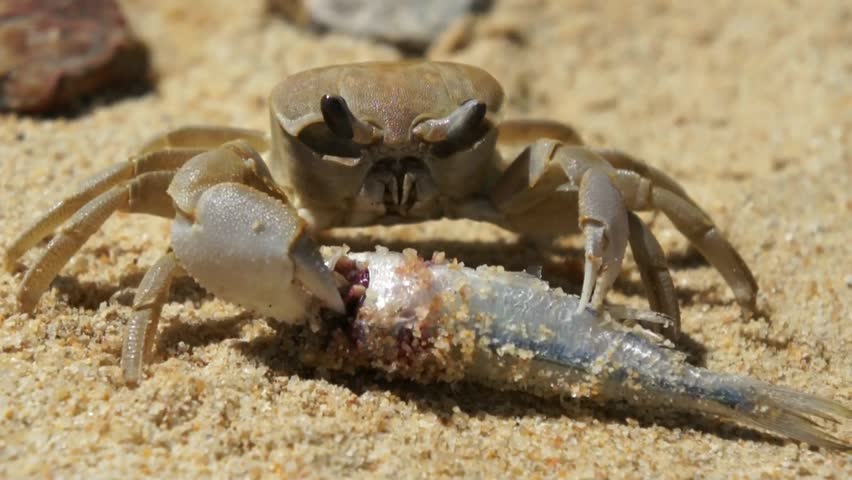Large Crab Eats A Fish On The Beach Stock Footage Video 2865667 ...