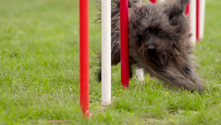 Pet Racing In Competition, Animal Agility Race With Dog Running And ...