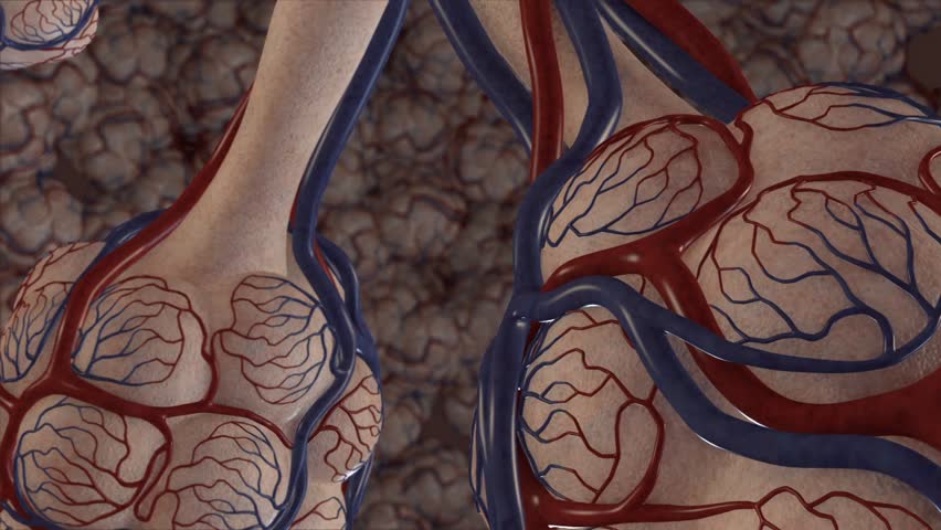 Pulmonary Capillaries Location