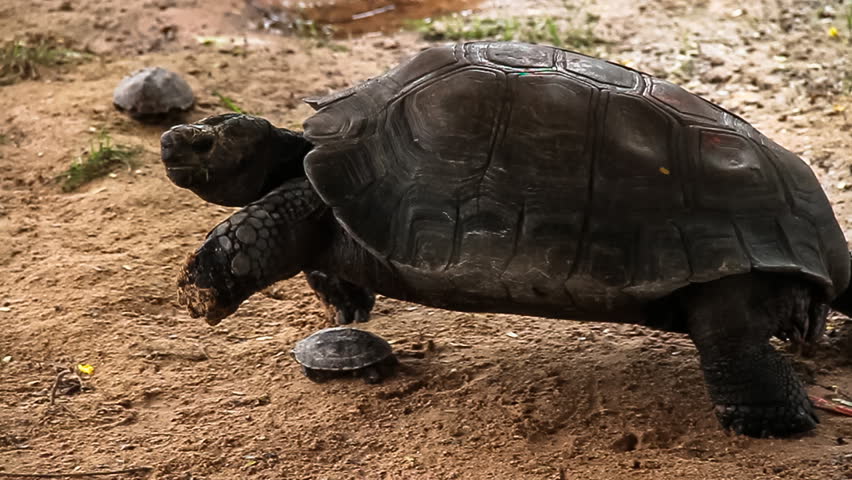 Turtle Slowly Walking By Dry Ground HD Video 1920x1080 Stock Footage ...
