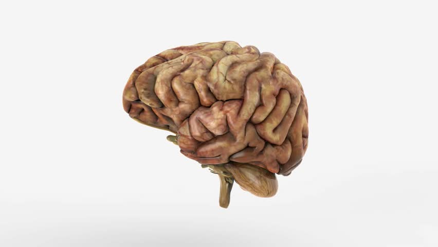 Photo-realistic Looping Unhealthy Brain Animation With Alpha Matte ...