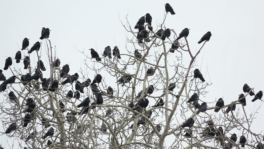 Crows On Tree Stock Footage Video 383251 - Shutterstock