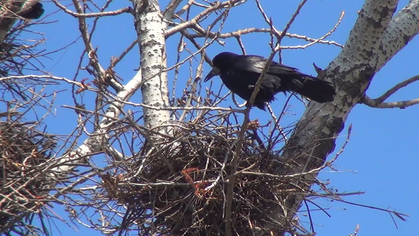 Crow And Its Nest