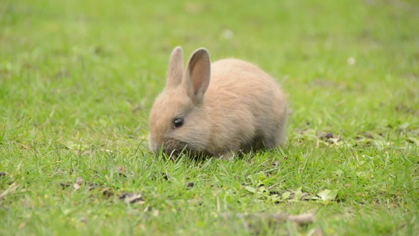 Cute Babe Bunny Rabbit Eating Grass 2 This Video Show A Cute Babe Bunny ...