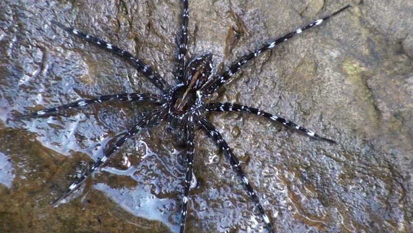 Giant Water Spider Megadolomedes Australianus, Family Pisauridae Phylum ...