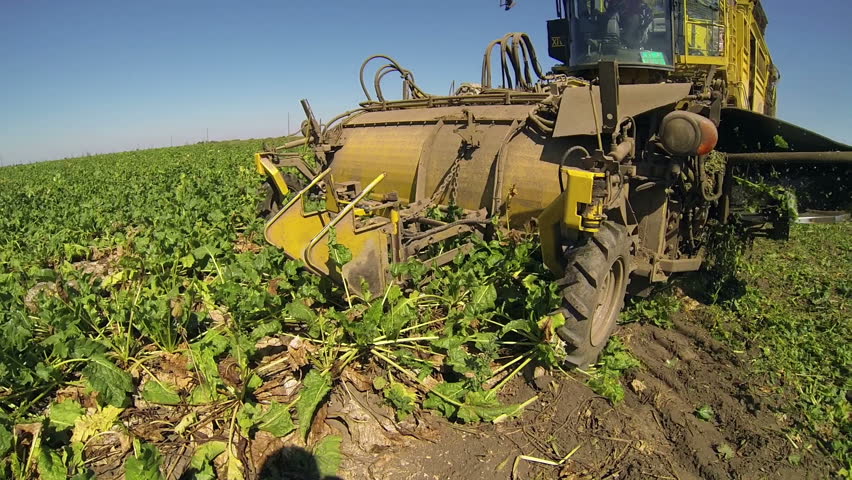 Sugar Beet Harvester In Action. Harvesting Machine Harvesting Sugar ...