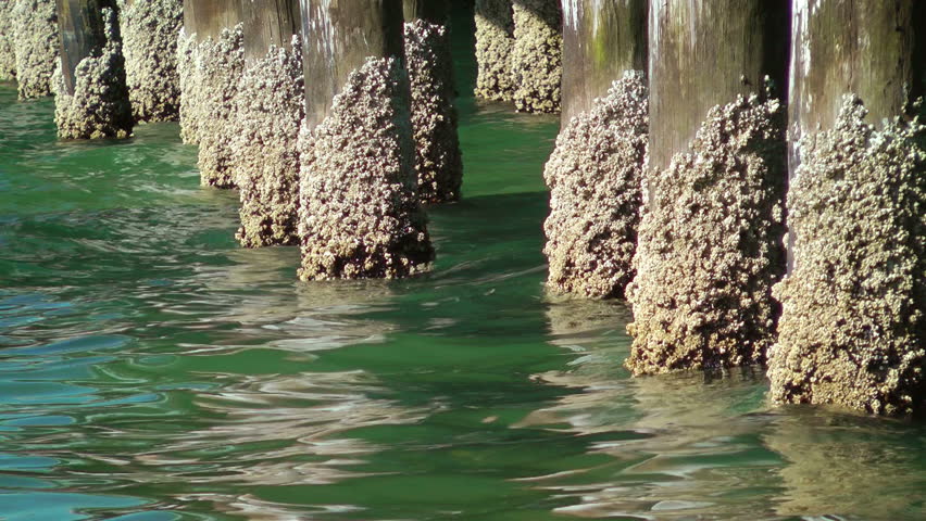View Of Piles Underneath An Ocean Pier, With Moderate Waves. Some ...