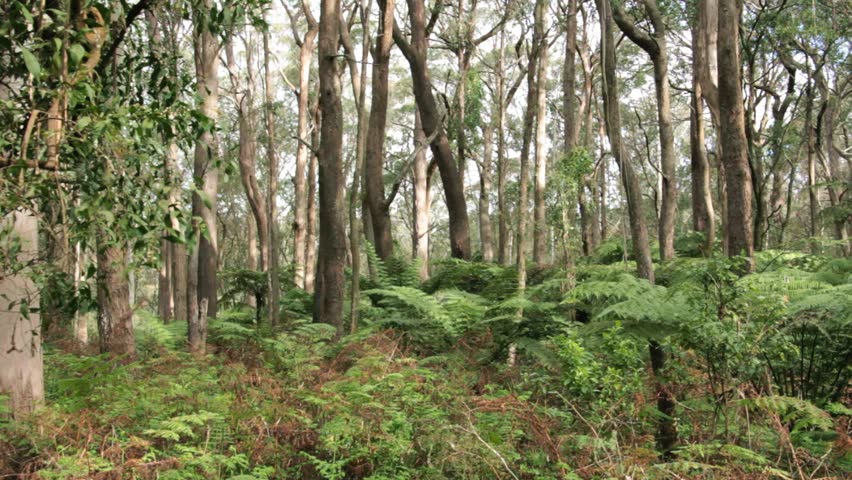 Australian Outback In Bloom Stock Footage Video 5035331 - Shutterstock