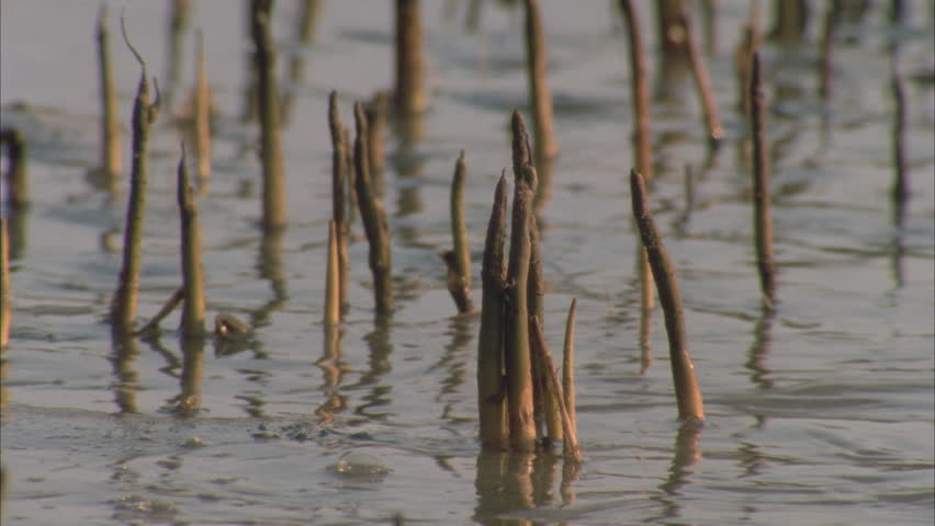 Mangrove Tree Air Breathing Roots Stock Footage Video 5876156 ...