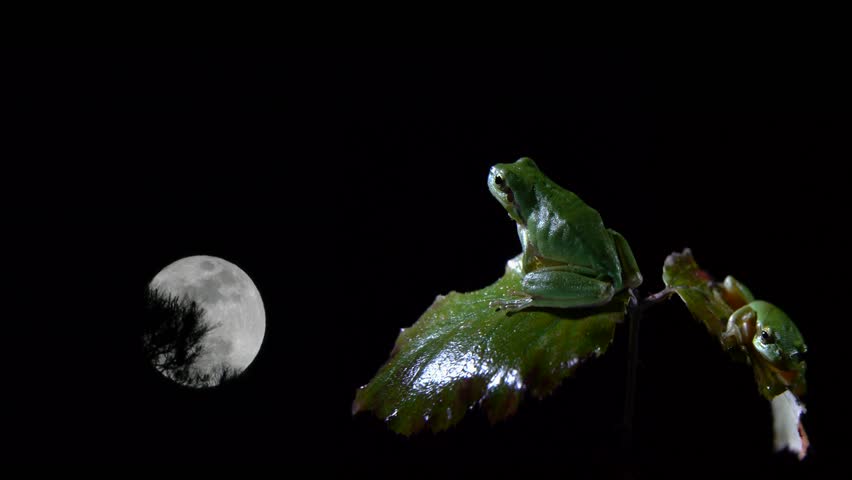 Southern Two Frogs Watching The Full Moon In The Dark Night Stock ...