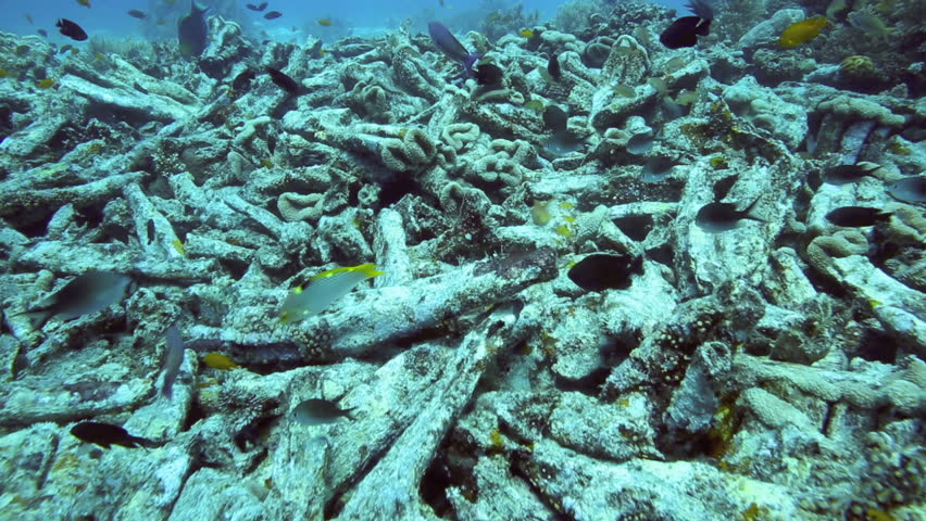 Dead Corals On Coral Reef Due To A Combination Of Global Warming And ...