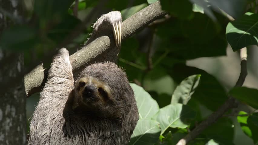 Sloth Resting On Tree Stock Footage Video 7055620 - Shutterstock