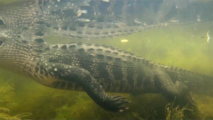 An Amazing Shot Of An Alligator Swimming Underwater. Stock Footage ...