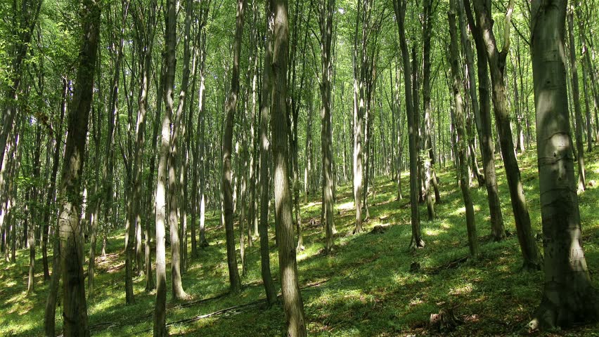 Magus Pronunciation - minefasr