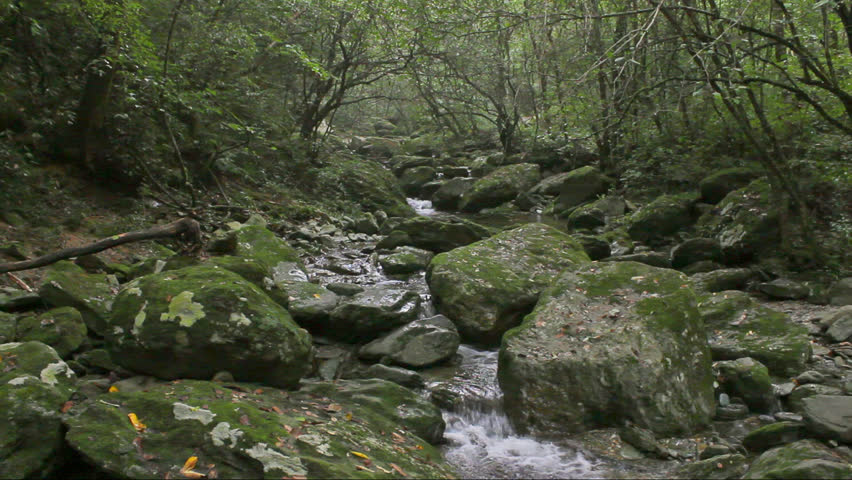 Dense Quiet Jungle Flow Limpid Mountain Stream Stock Footage Video ...