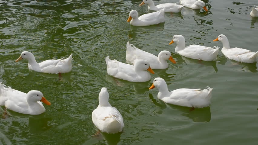 White Ducks Swimming In Pond Stock Footage Video 7323280 - Shutterstock