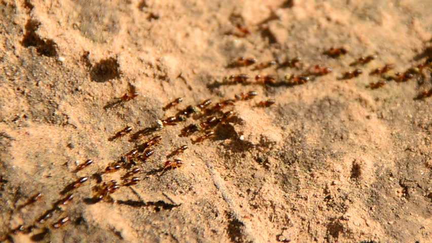 Giant Ant Colony On The March Stock Footage Video 7467538 - Shutterstock