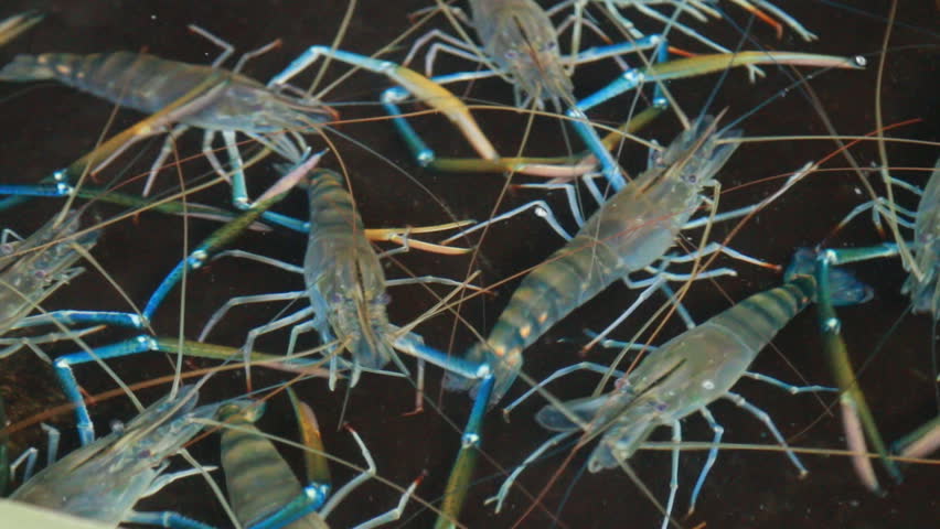 Giant Freshwater Prawn In Pond (Macrobrachium Rosenbergii), Shrimp Farm ...