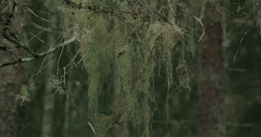 Hanging Lichen On Trees