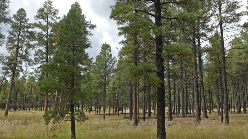 Arizona Pine Trees
